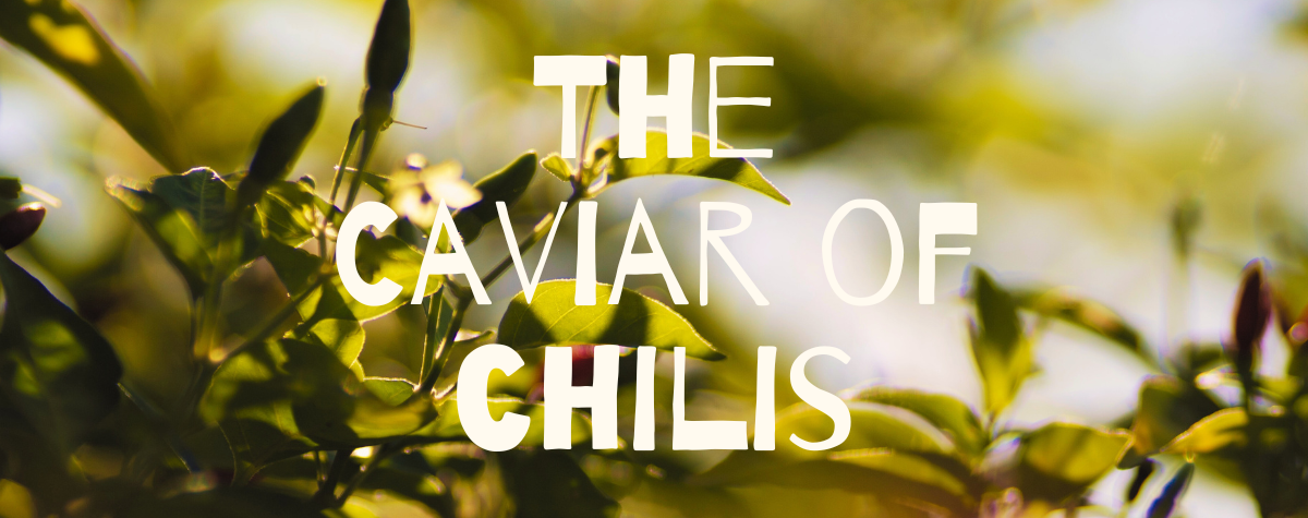 Chili Boys Official Webpage